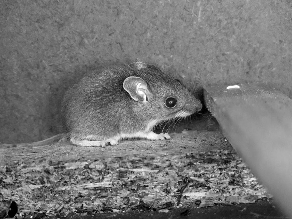 fauna – Page 8 – Black and White