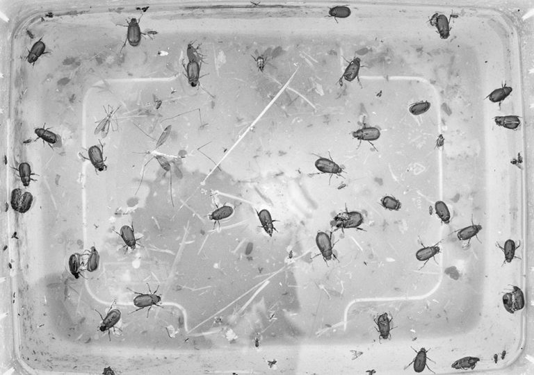 Maladera castanea, Asiatic garden beetles – Black and White