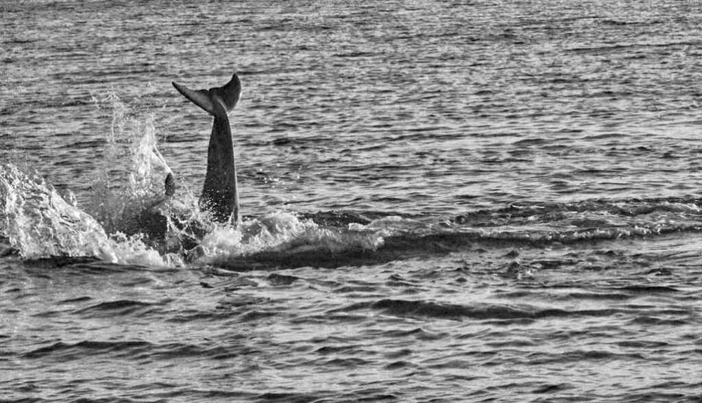 fauna – Page 3 – Black and White