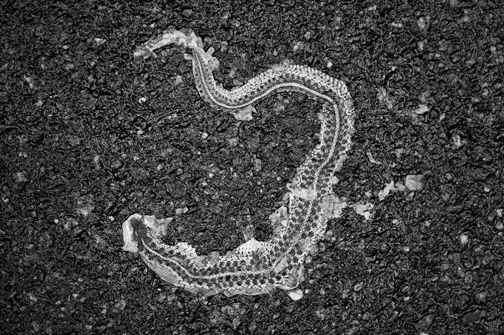 flat snake – Black and White