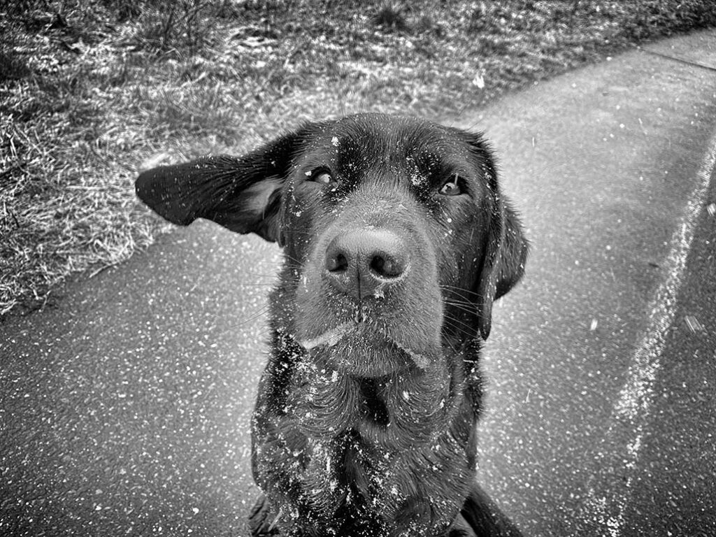 the wind blew strong - Black and White